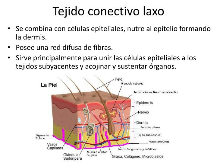 PPT - Tejido Conectivo PowerPoint Presentation - ID:3118133