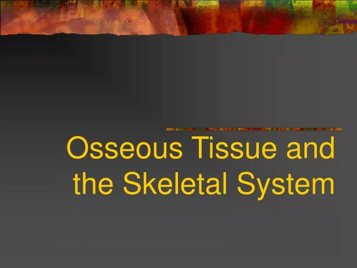 PPT - Osseous Tissue and the Skeletal System PowerPoint Presentation ...