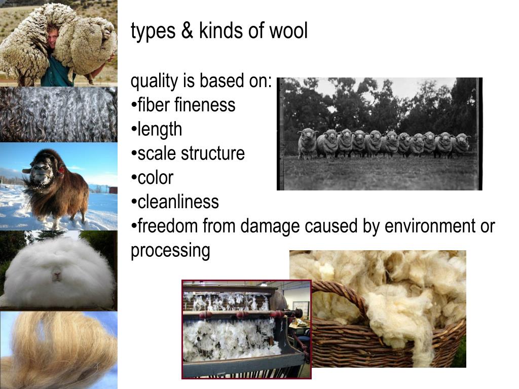PPT - FASH 15 textiles natural protein fibers—wool PowerPoint ...