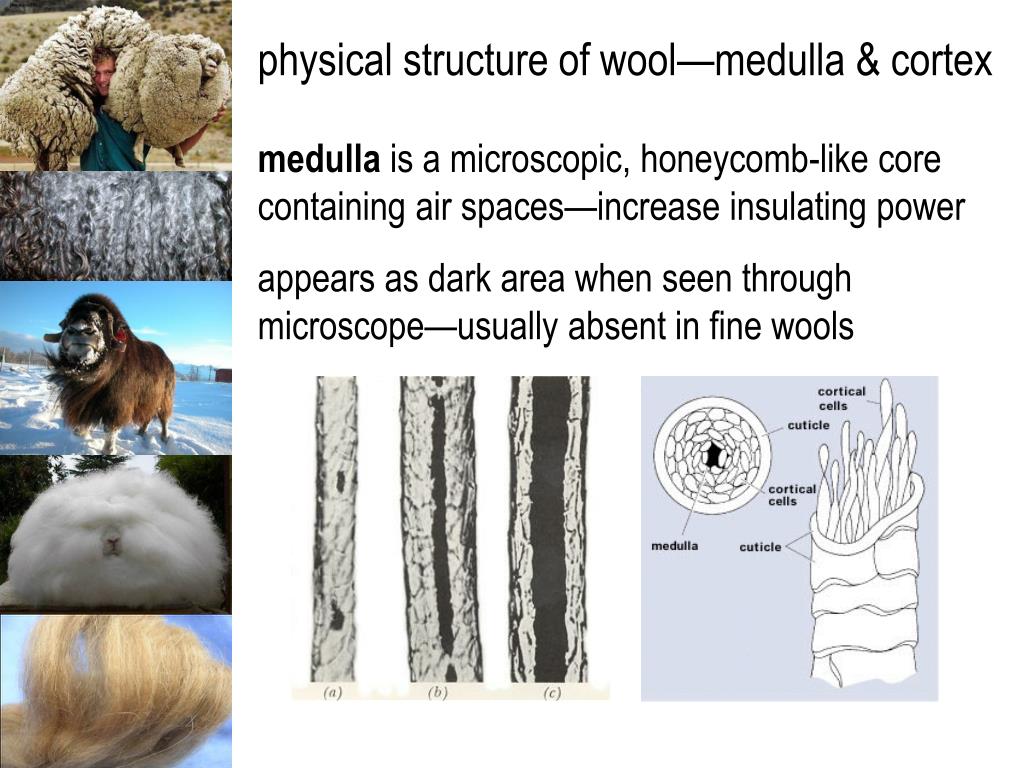 PPT - FASH 15 textiles natural protein fibers—wool PowerPoint ...
