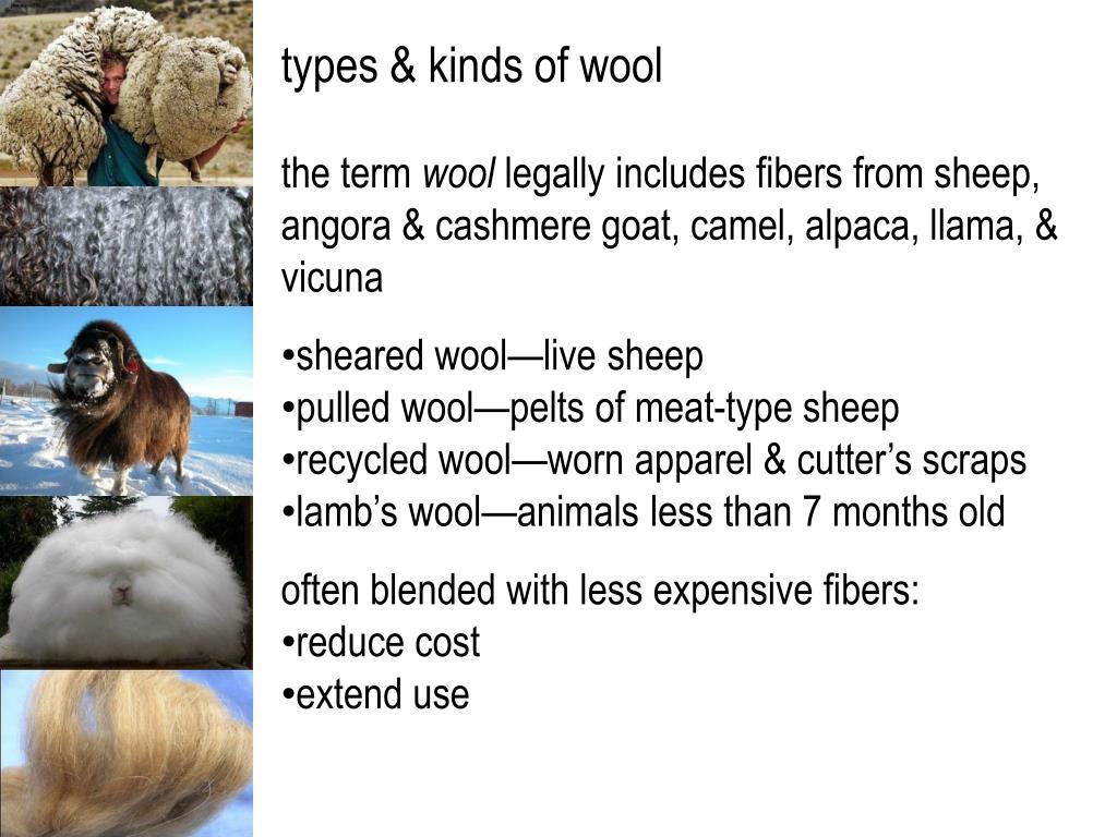PPT - FASH 15 textiles natural protein fibers—wool PowerPoint ...