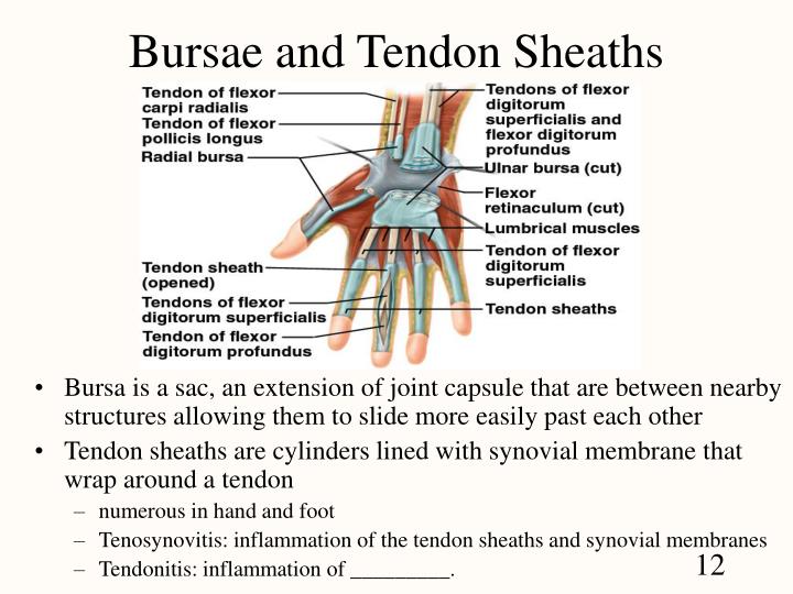 PPT - Chapter 9 Joints PowerPoint Presentation - ID:3118515
