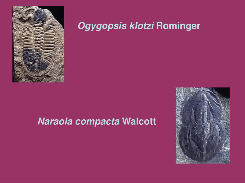 PPT - The Burgess Shale Fauna PowerPoint Presentation, free download ...