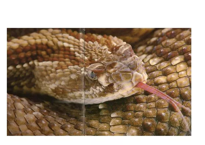 PPT - Les serpents PowerPoint Presentation, free download - ID:3119428