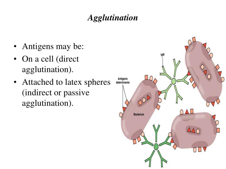 PPT - Serology PowerPoint Presentation - ID:3119536