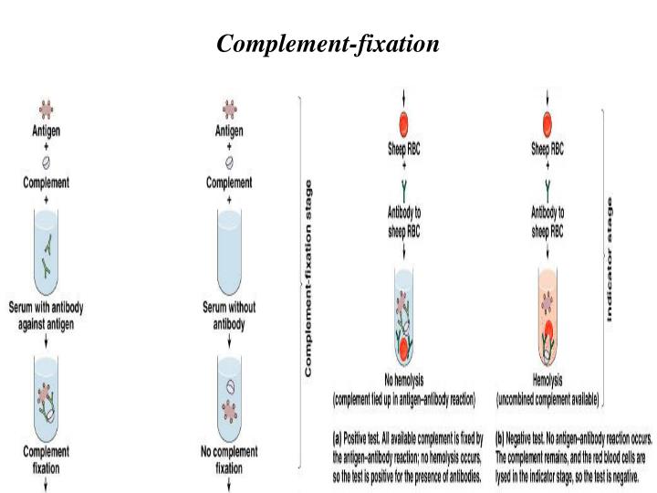 PPT - Serology PowerPoint Presentation - ID:3119536