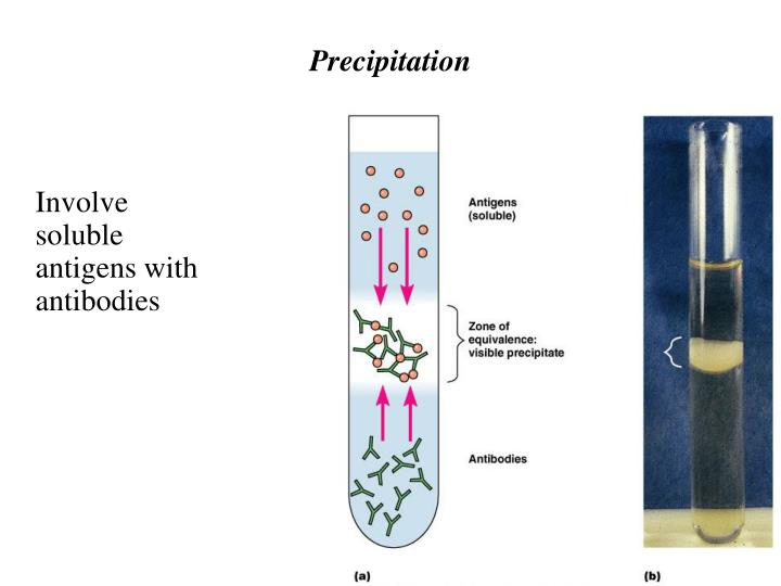 PPT - Serology PowerPoint Presentation - ID:3119536