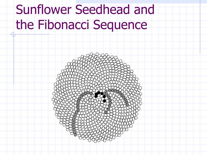 PPT - Fibonacci Sequence and the Golden Ratio PowerPoint Presentation ...