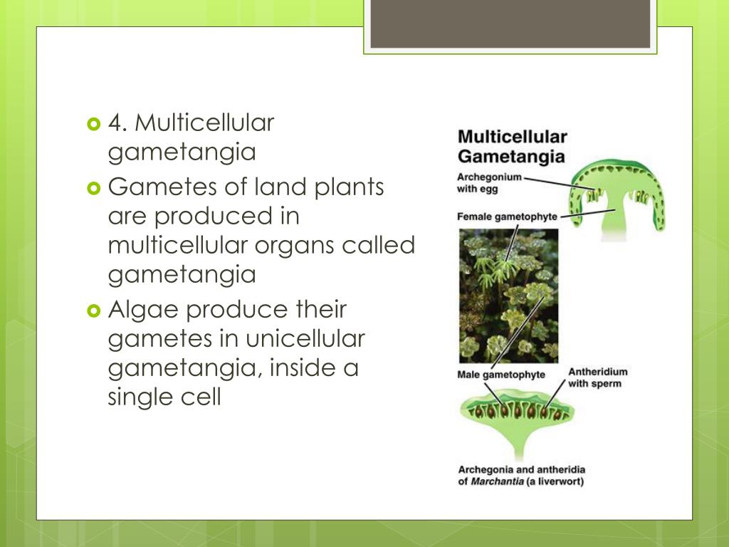 PPT - Plant Diversity I: How Plants Colonized Land PowerPoint ...