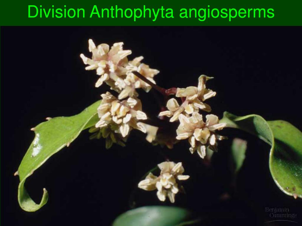 PPT - CHAPTER 30 PLANT DIVERSITY II: THE EVOLUTION OF SEED PLANTS Seed ...