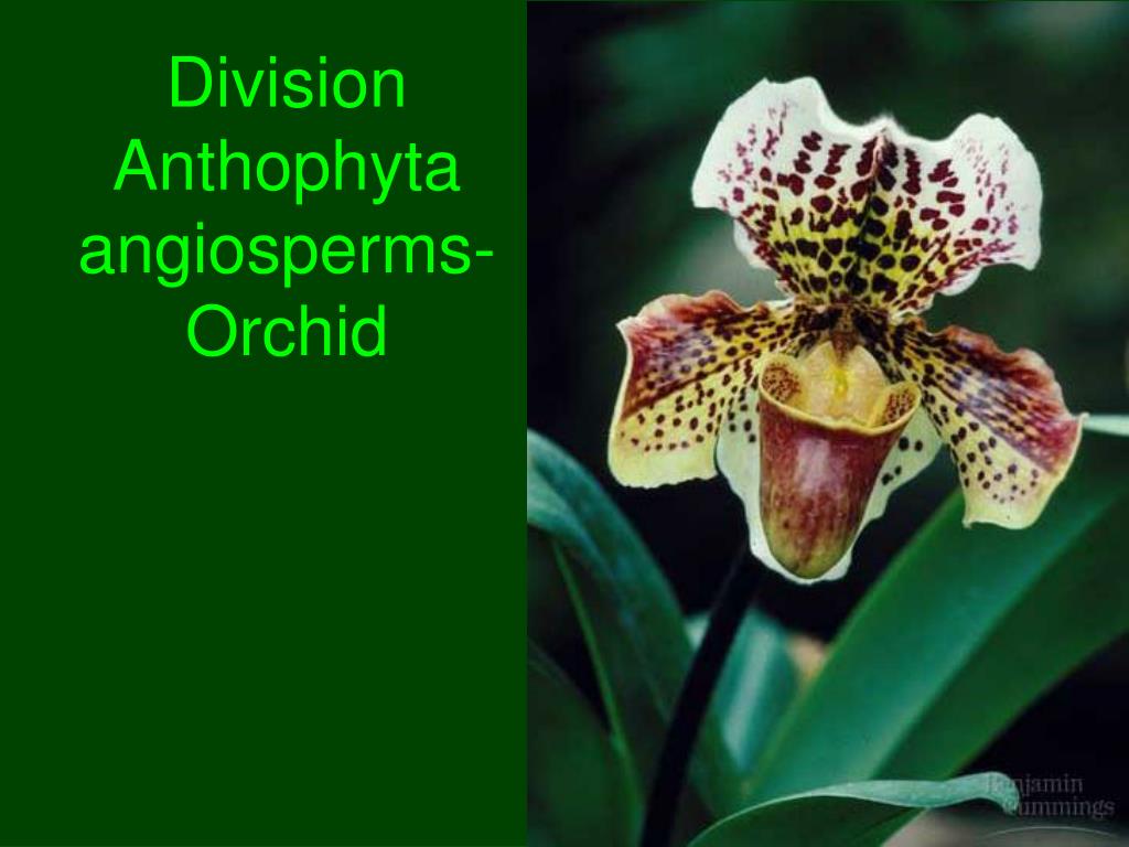 PPT - CHAPTER 30 PLANT DIVERSITY II: THE EVOLUTION OF SEED PLANTS Seed ...