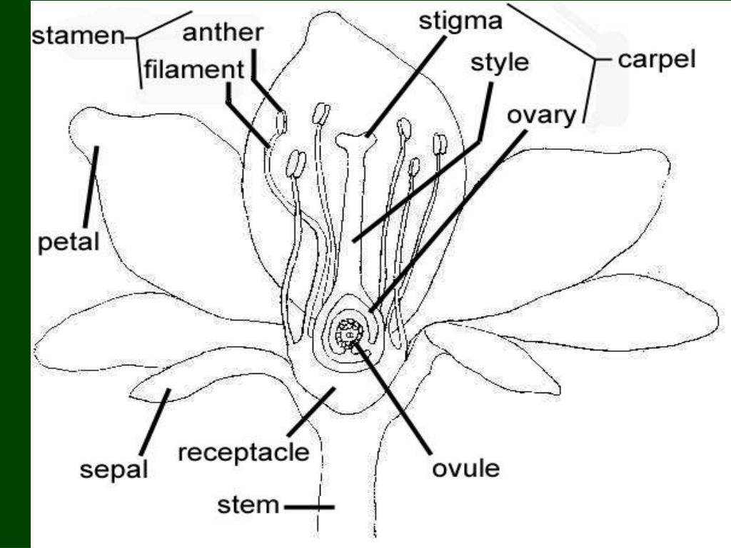 PPT - CHAPTER 30 PLANT DIVERSITY II: THE EVOLUTION OF SEED PLANTS Seed ...