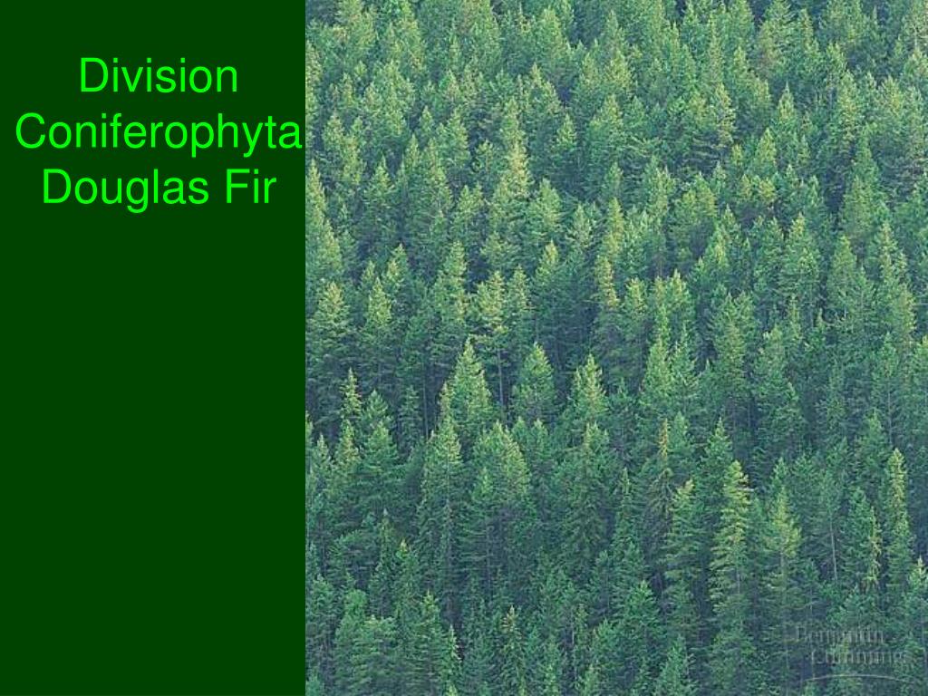 PPT - CHAPTER 30 PLANT DIVERSITY II: THE EVOLUTION OF SEED PLANTS Seed ...