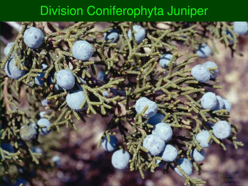 PPT - CHAPTER 30 PLANT DIVERSITY II: THE EVOLUTION OF SEED PLANTS Seed ...