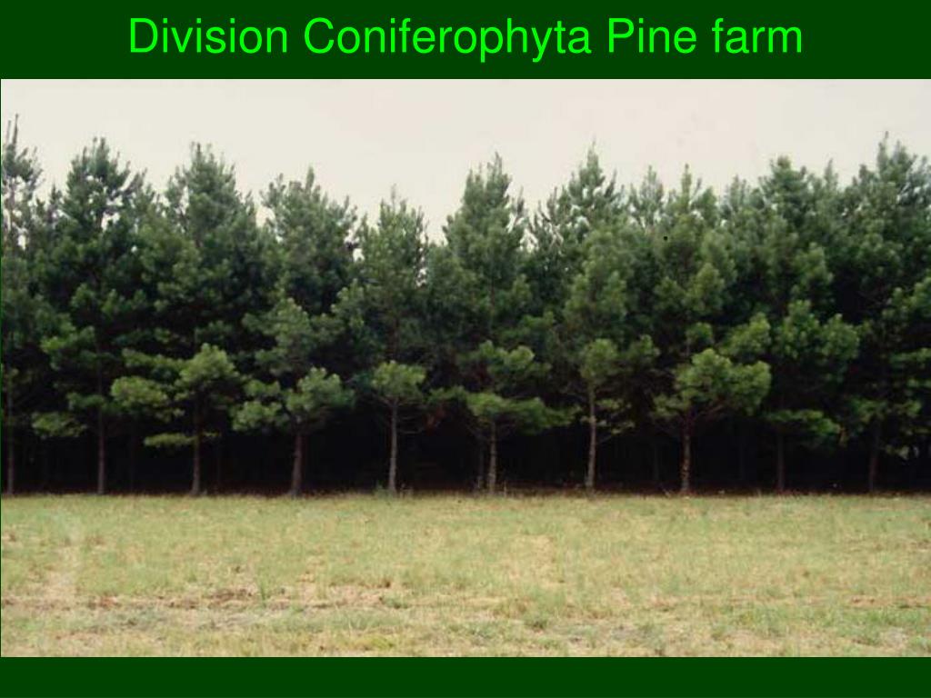 PPT - CHAPTER 30 PLANT DIVERSITY II: THE EVOLUTION OF SEED PLANTS Seed ...