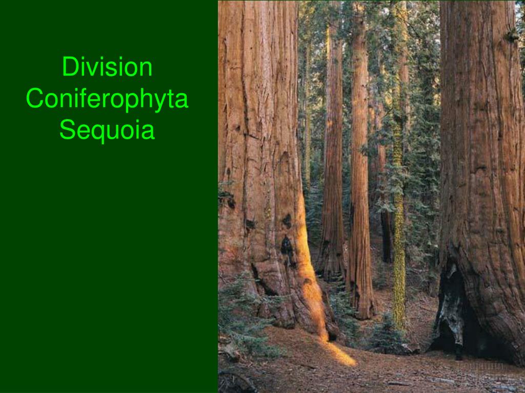 PPT - CHAPTER 30 PLANT DIVERSITY II: THE EVOLUTION OF SEED PLANTS Seed ...