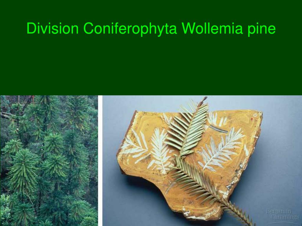 PPT - CHAPTER 30 PLANT DIVERSITY II: THE EVOLUTION OF SEED PLANTS Seed ...