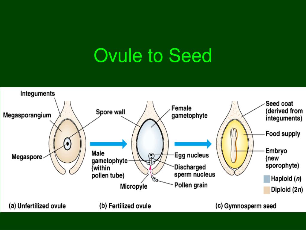 PPT - CHAPTER 30 PLANT DIVERSITY II: THE EVOLUTION OF SEED PLANTS Seed ...