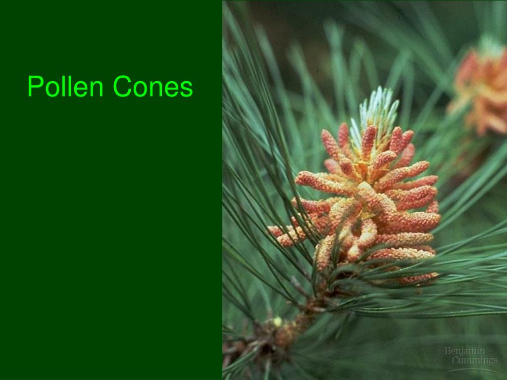 PPT - CHAPTER 30 PLANT DIVERSITY II: THE EVOLUTION OF SEED PLANTS Seed ...