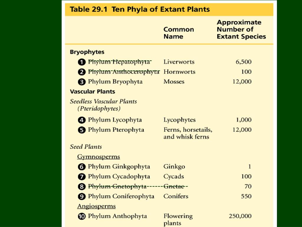 PPT - CHAPTER 30 PLANT DIVERSITY II: THE EVOLUTION OF SEED PLANTS Seed ...