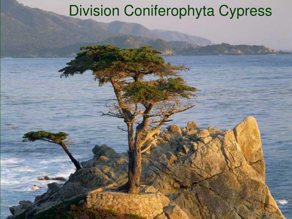 PPT - CHAPTER 30 PLANT DIVERSITY II: THE EVOLUTION OF SEED PLANTS Seed ...
