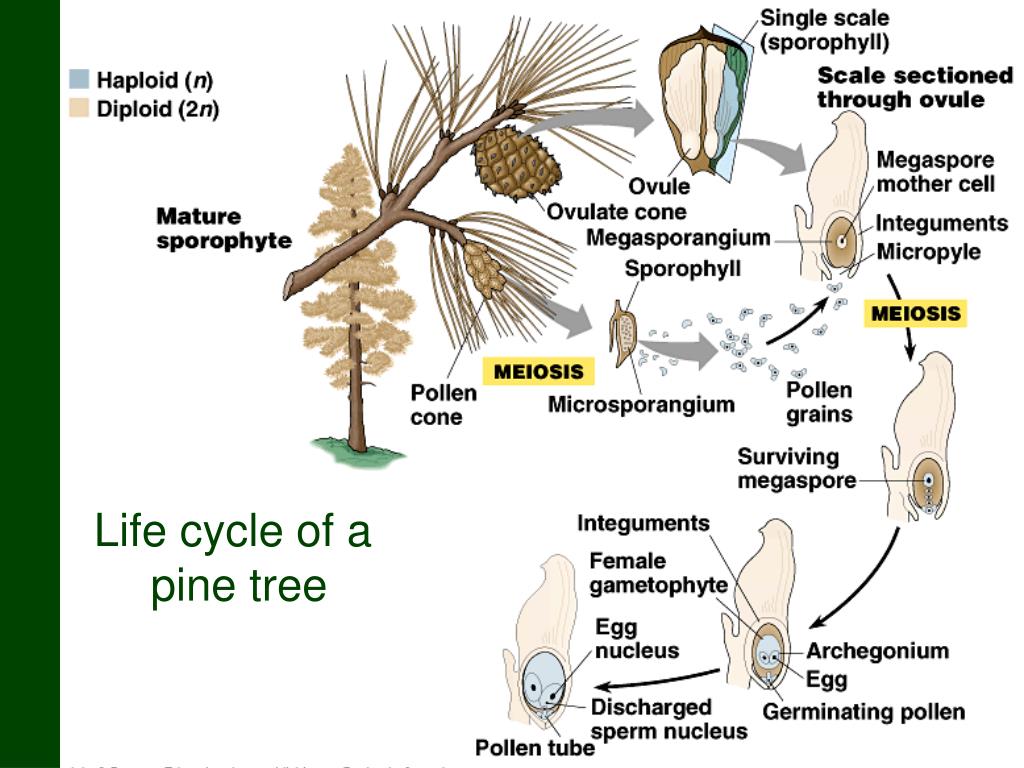 PPT - CHAPTER 30 PLANT DIVERSITY II: THE EVOLUTION OF SEED PLANTS Seed ...