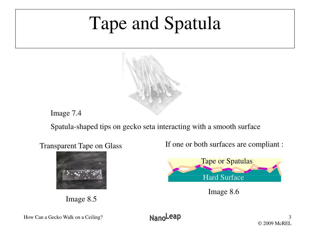 PPT - Physical Science Lesson 8 How Can a Gecko Walk on a Ceiling ...