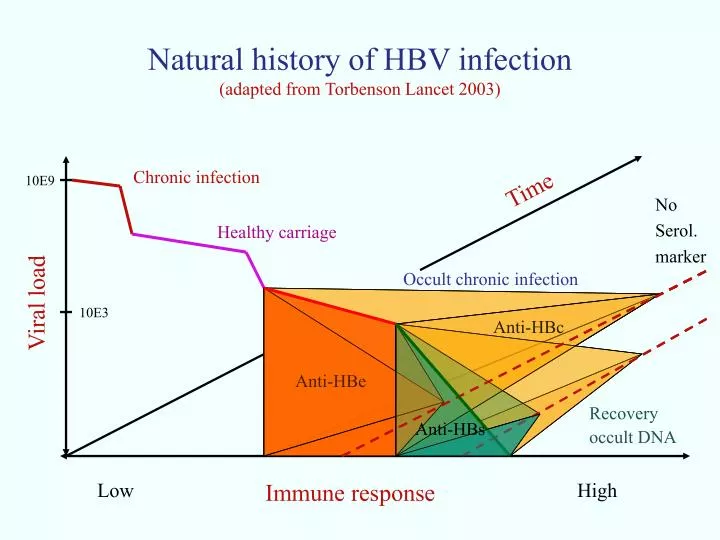 PPT - Natural history of HBV infection (adapted from Torbenson Lancet ... PPT - Natural history of HBV infection (adapted from Torbenson Lancet ...