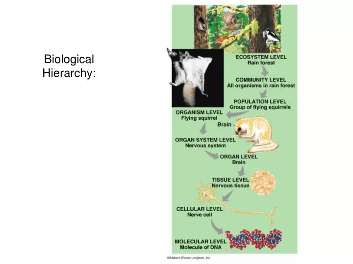 PPT - Biological Hierarchy: PowerPoint Presentation, free download - ID ...