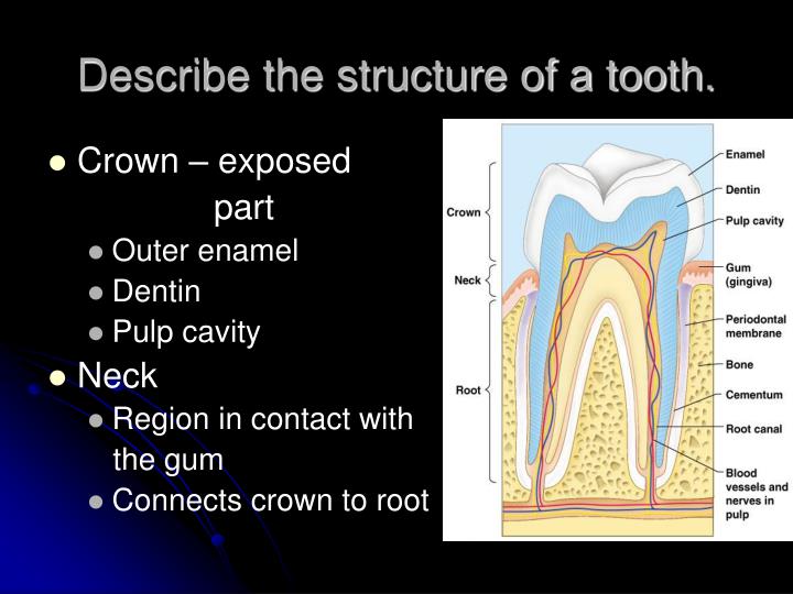 PPT - Chapter 14 Test Review: Digestive System PowerPoint Presentation ...