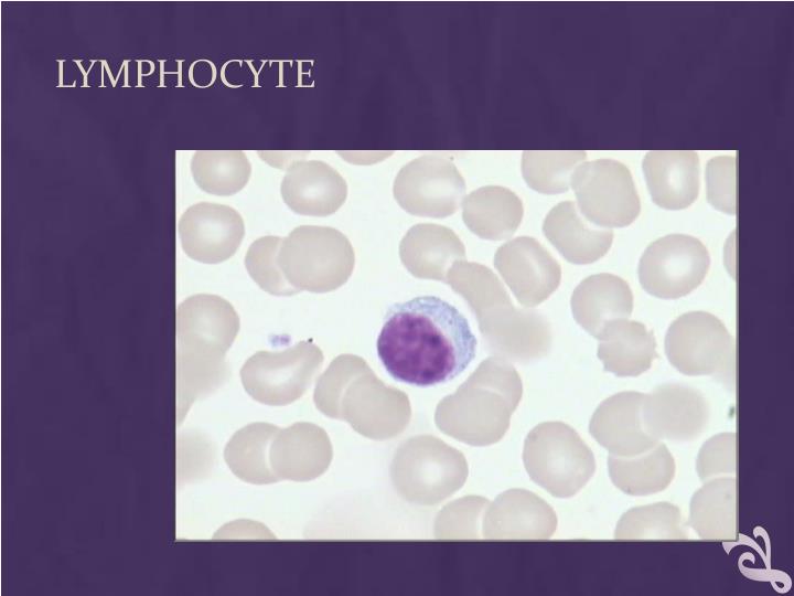 PPT - Blood smear examination PowerPoint Presentation - ID:3122984