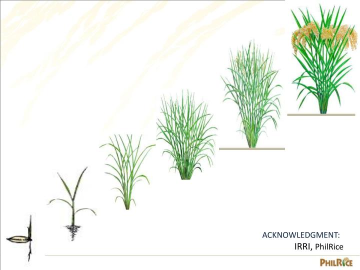 PPT - Growth Stages of the Rice Plant PowerPoint Presentation - ID:3123126