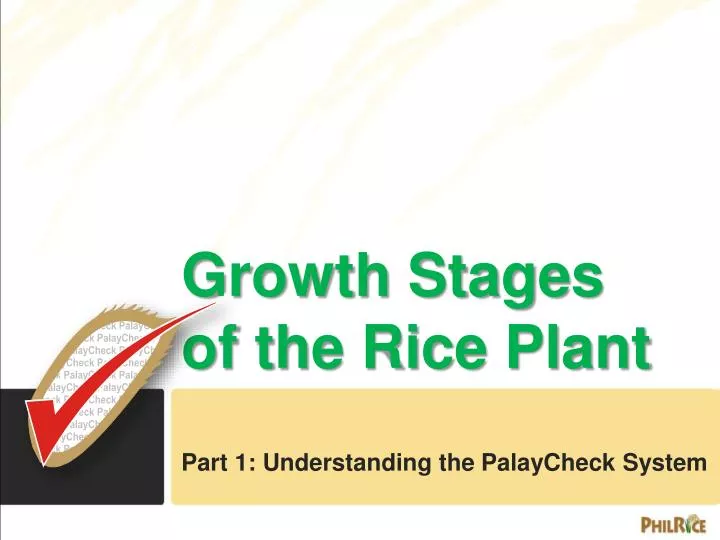 PPT - Growth Stages of the Rice Plant PowerPoint Presentation, free ...