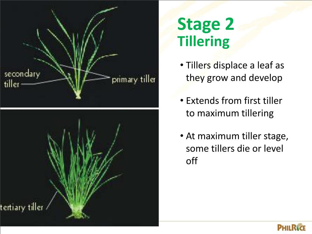 PPT - Growth Stages of the Rice Plant PowerPoint Presentation, free ...