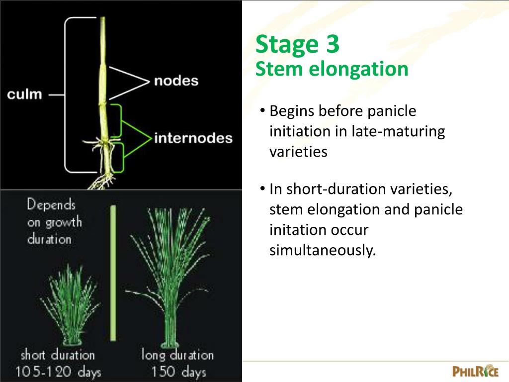 PPT - Growth Stages of the Rice Plant PowerPoint Presentation, free ...