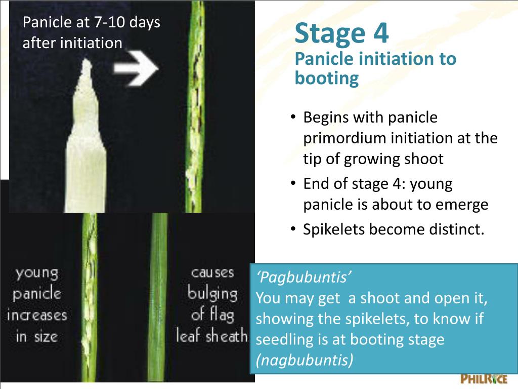 PPT - Growth Stages of the Rice Plant PowerPoint Presentation, free ...