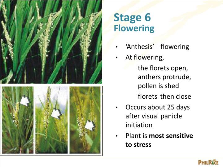 PPT - Growth Stages of the Rice Plant PowerPoint Presentation - ID:3123126