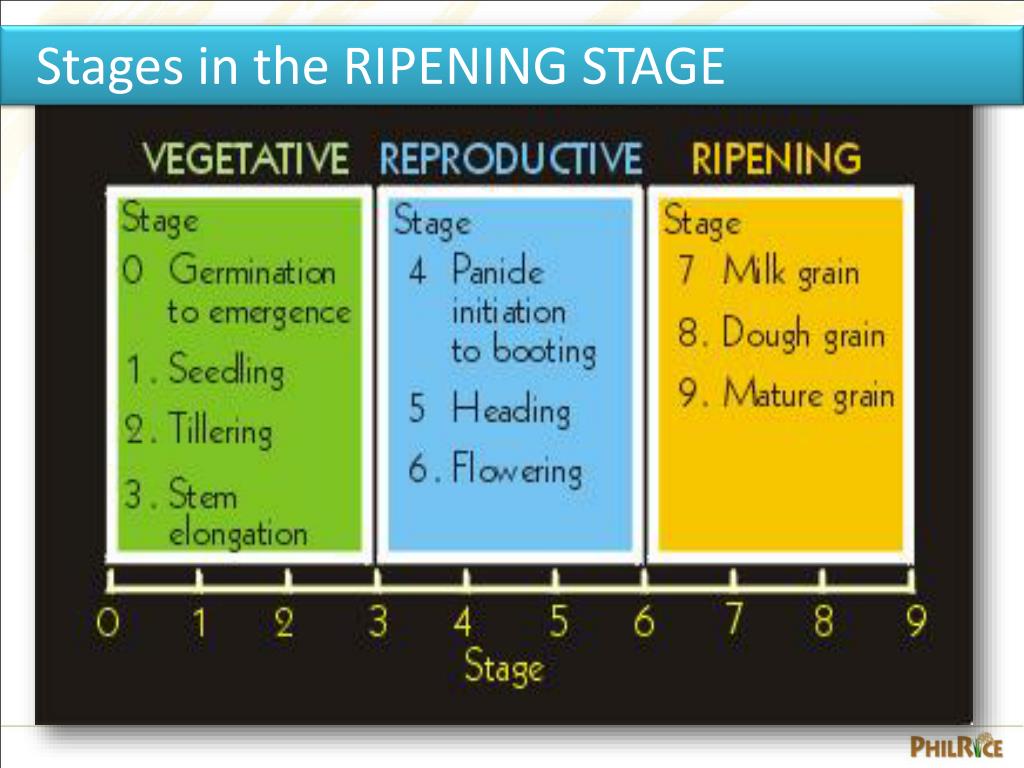 PPT - Growth Stages of the Rice Plant PowerPoint Presentation, free ...