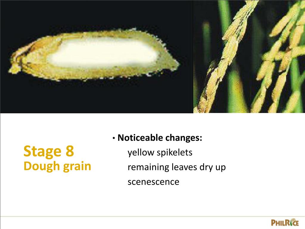 PPT - Growth Stages of the Rice Plant PowerPoint Presentation, free ...