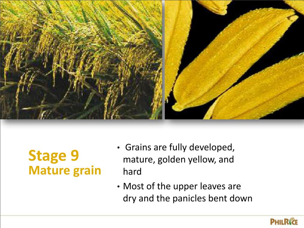 PPT - Growth Stages of the Rice Plant PowerPoint Presentation, free ...