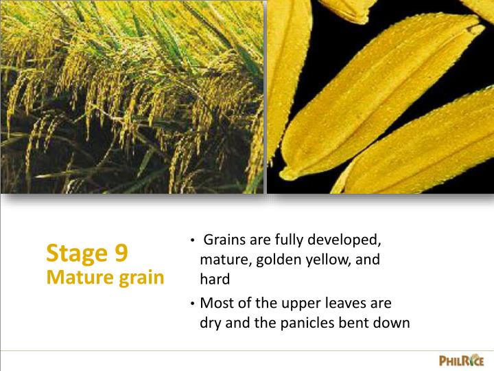 PPT - Growth Stages of the Rice Plant PowerPoint Presentation - ID:3123126