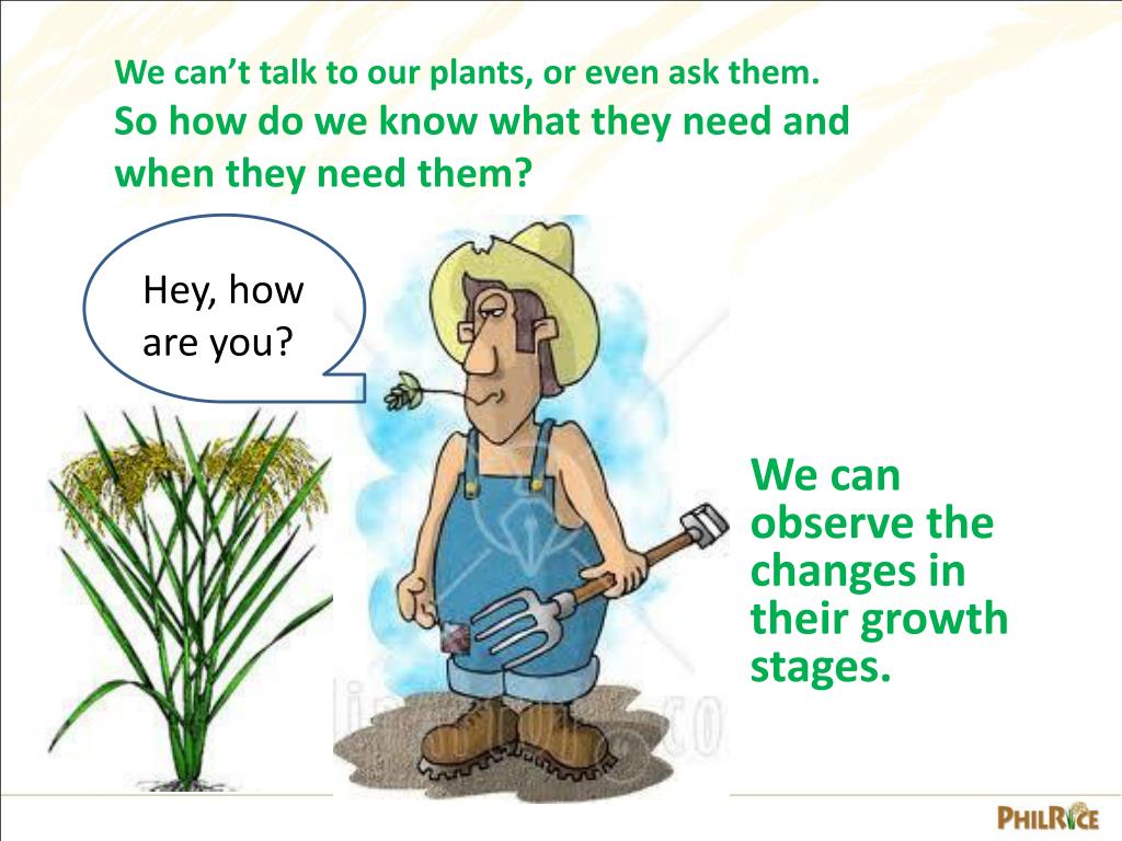PPT - Growth Stages of the Rice Plant PowerPoint Presentation, free ...