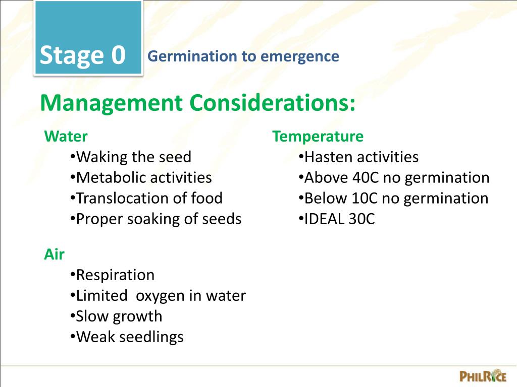 PPT - Growth Stages of the Rice Plant PowerPoint Presentation, free ...