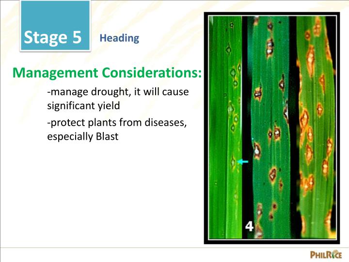 PPT - Growth Stages of the Rice Plant PowerPoint Presentation - ID:3123126