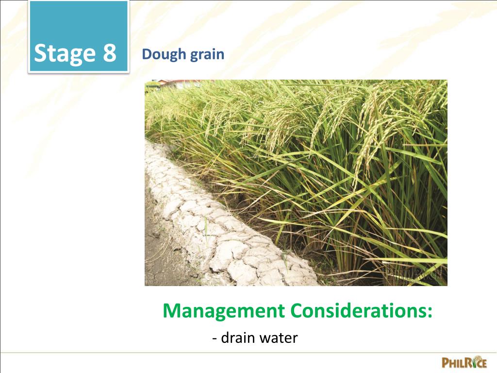 PPT - Growth Stages of the Rice Plant PowerPoint Presentation, free ...