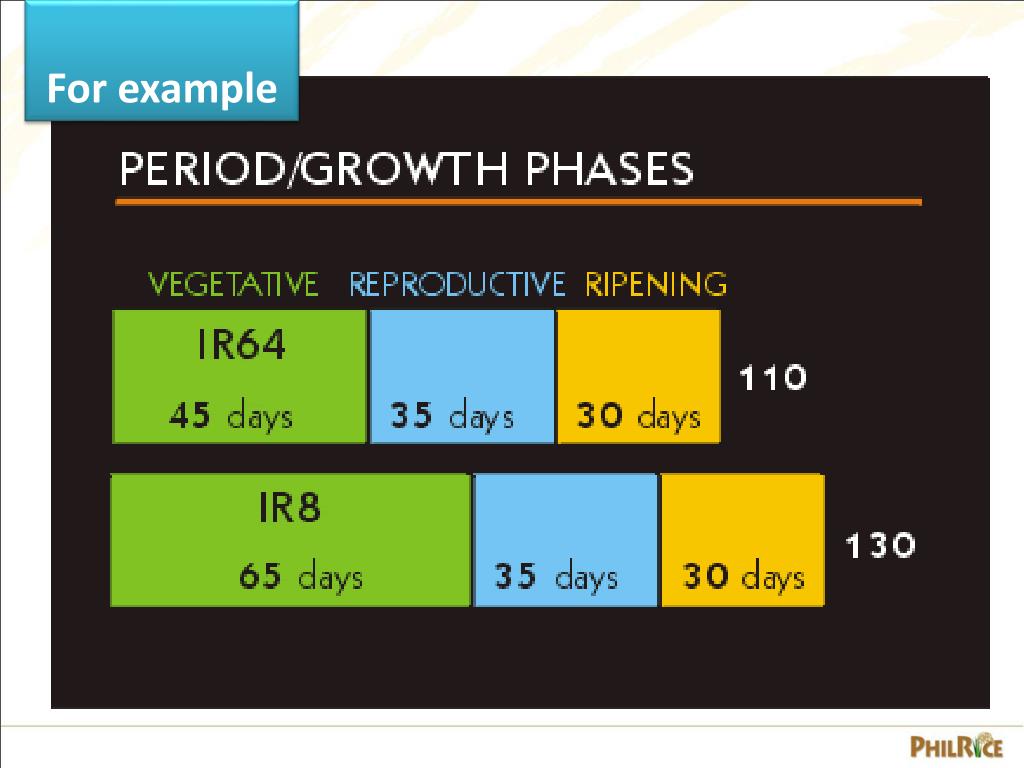 PPT - Growth Stages of the Rice Plant PowerPoint Presentation, free ...