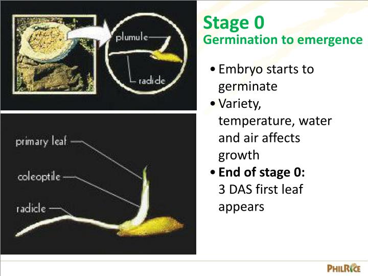 PPT - Growth Stages of the Rice Plant PowerPoint Presentation - ID:3123126