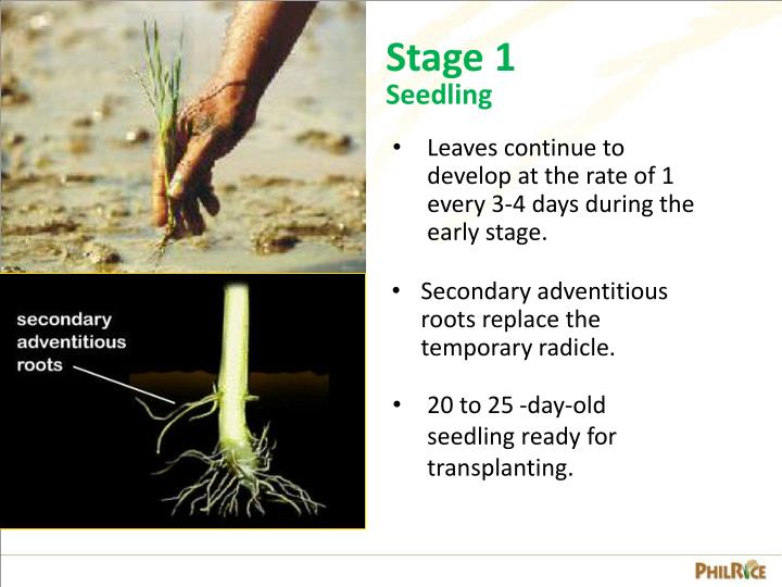 PPT - Growth Stages of the Rice Plant PowerPoint Presentation - ID:3123126