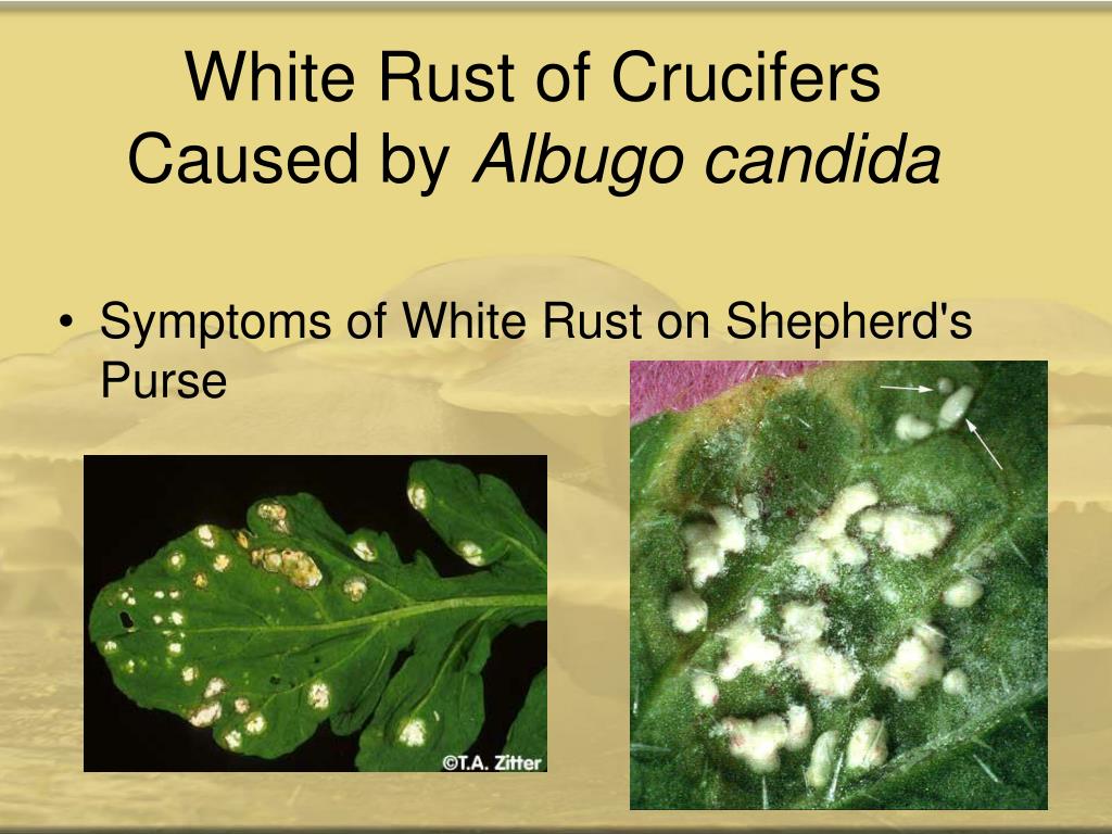 Ppt Phylum Oomycota Class Oomycetes Powerpoint Presentation Free