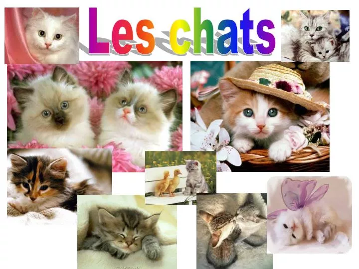 PPT - Les chats PowerPoint Presentation, free download - ID:3124203